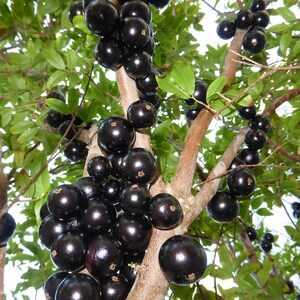 Jaboticaba Seedling sabara Brazilian Grape Plinia Cauliflora Live Fruit ...
