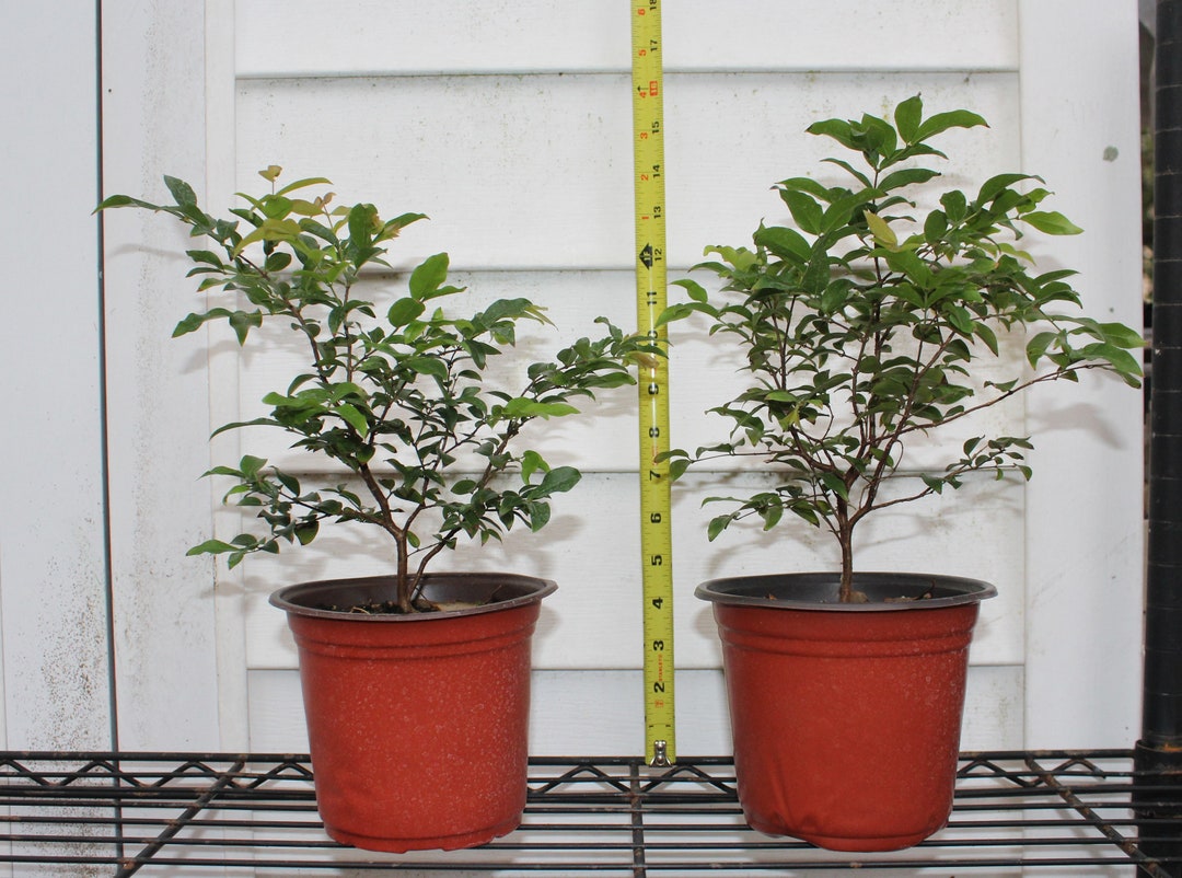 Jaboticaba Seedling sabara Brazilian Grape Plinia Cauliflora - Etsy