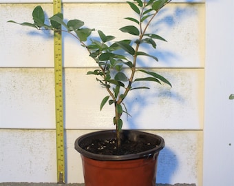 Free Shipping Yellow Jaboticaba Tree 3ft Tall in 3 Gallon Pot - Etsy