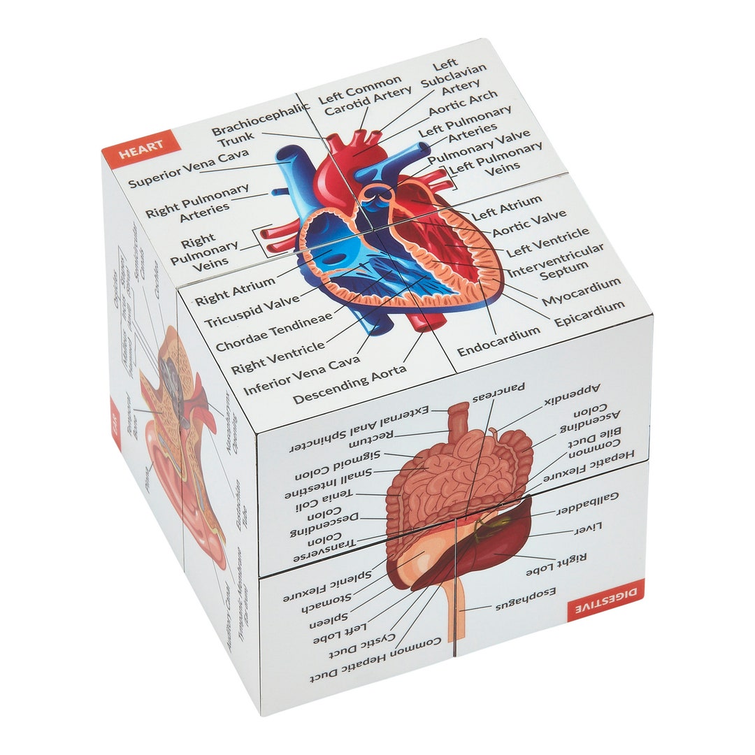 Anatomy Study Cube | Human Body Organs | Medical Student Gift - Etsy