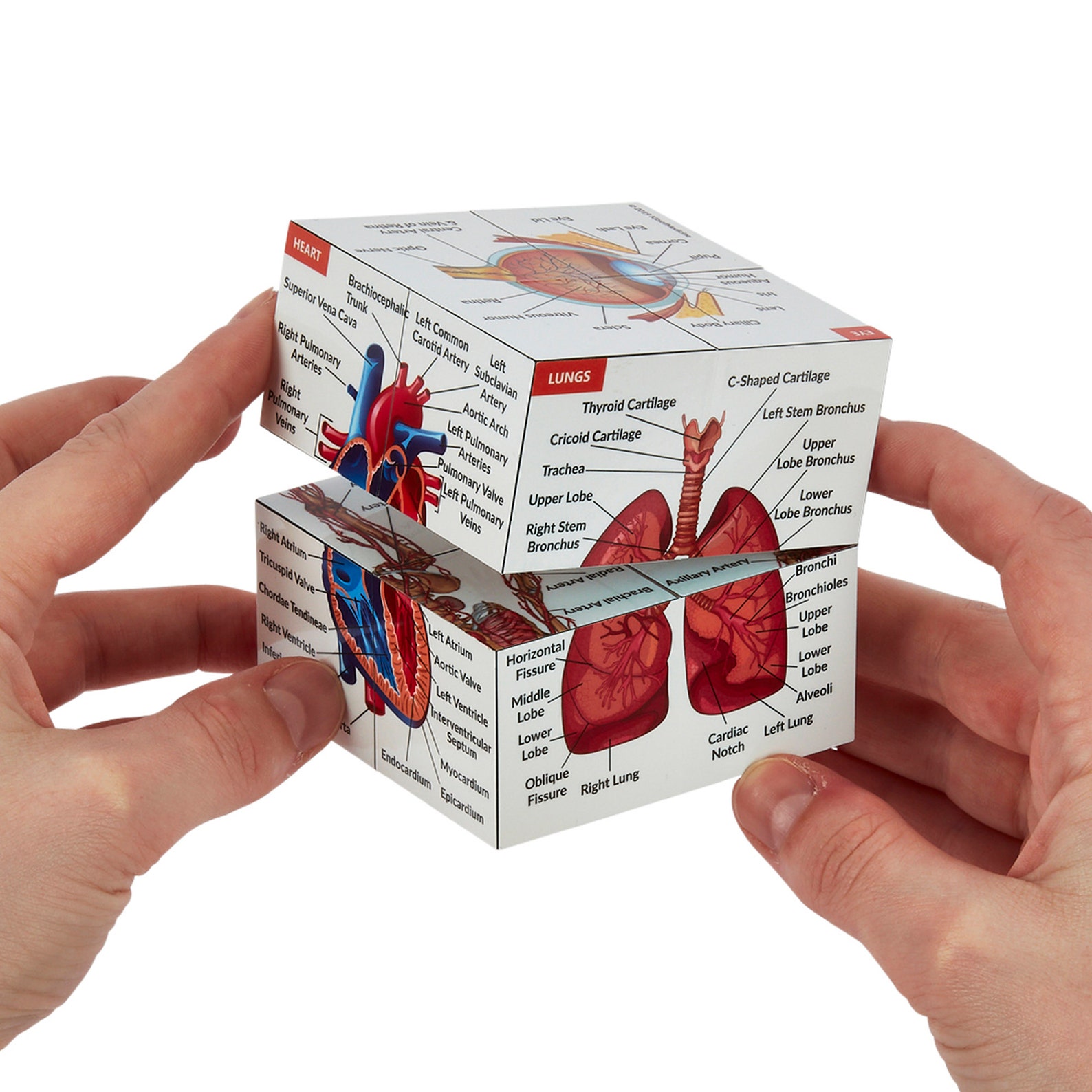 Anatomy Cube | Study 9 Parts of the Human Body | Great Anatomy Gift for ...