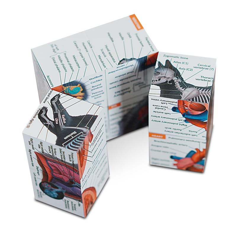 Feline Anatomy Study Cube – 3D Foldable Cat Model - Etsy