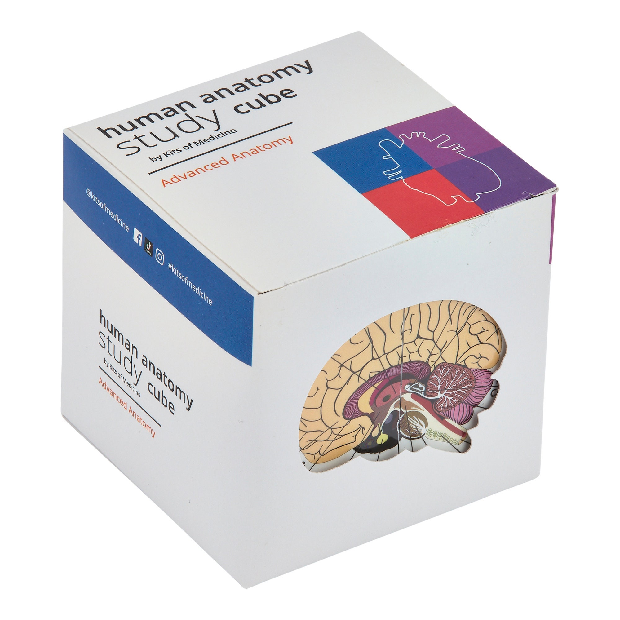 Anatomy Cube | Study 9 Parts of the Human Body | Great Anatomy Gift for ...