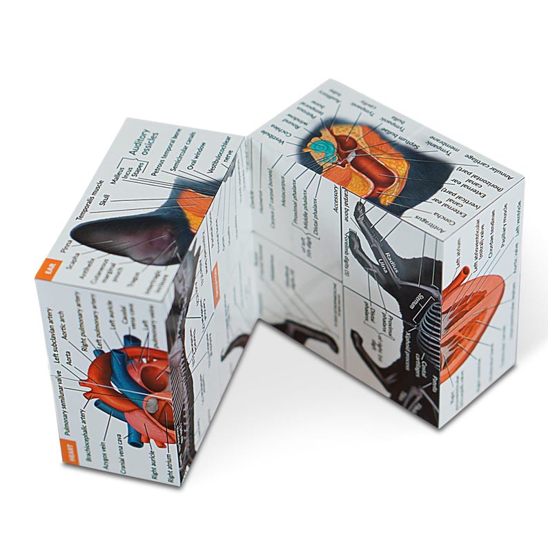 Feline Anatomy Study Cube – 3D Foldable Cat Model - Etsy