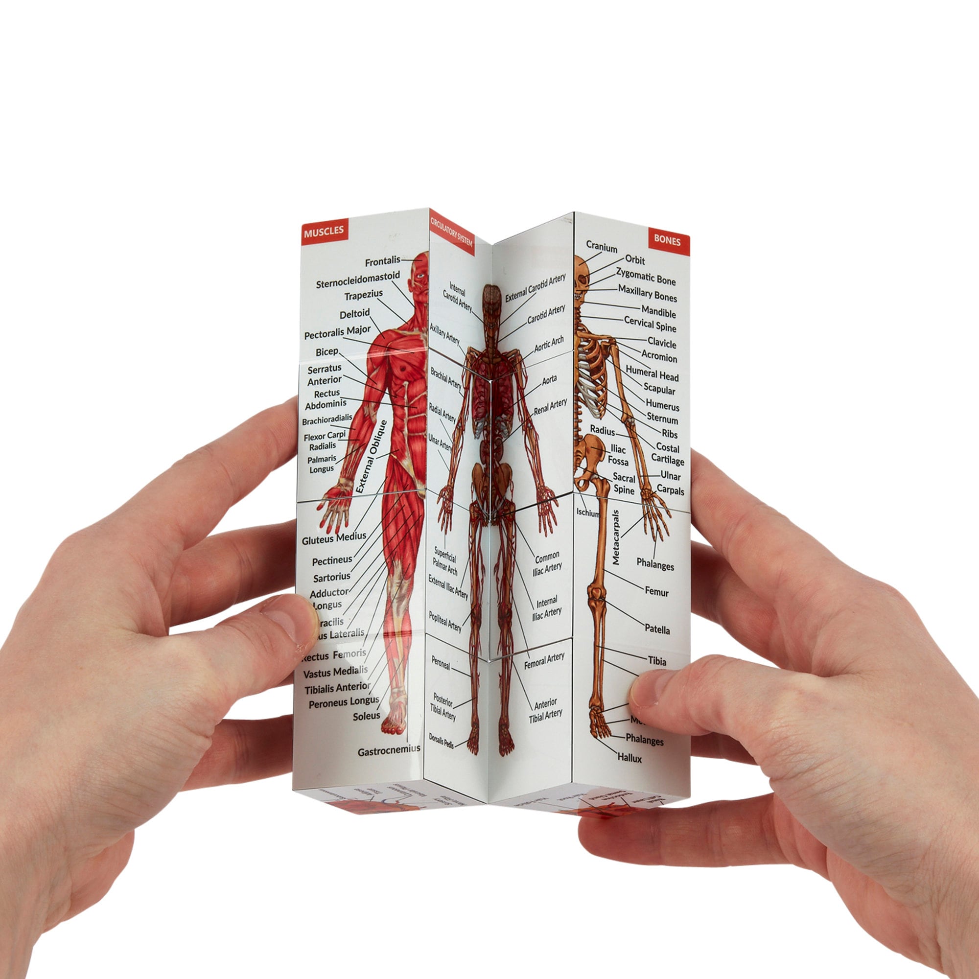 Anatomy Cube | Study 9 Parts of the Human Body | Great Anatomy Gift for ...