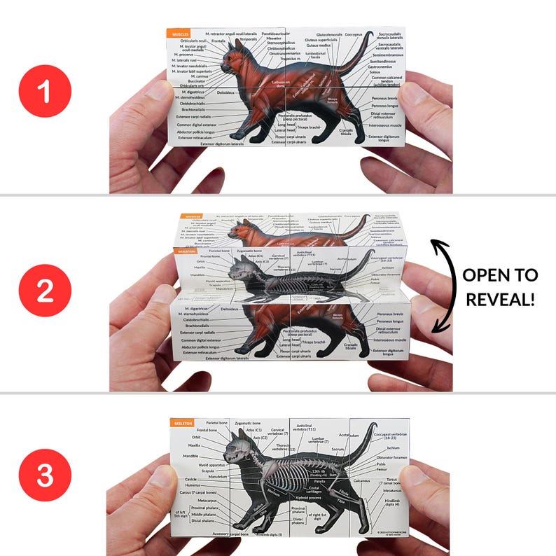 Feline Anatomy Study Cube – 3D Foldable Cat Model - Etsy