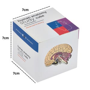 Anatomy Study Cube | Human Body Organs | Medical Student Gift - Etsy