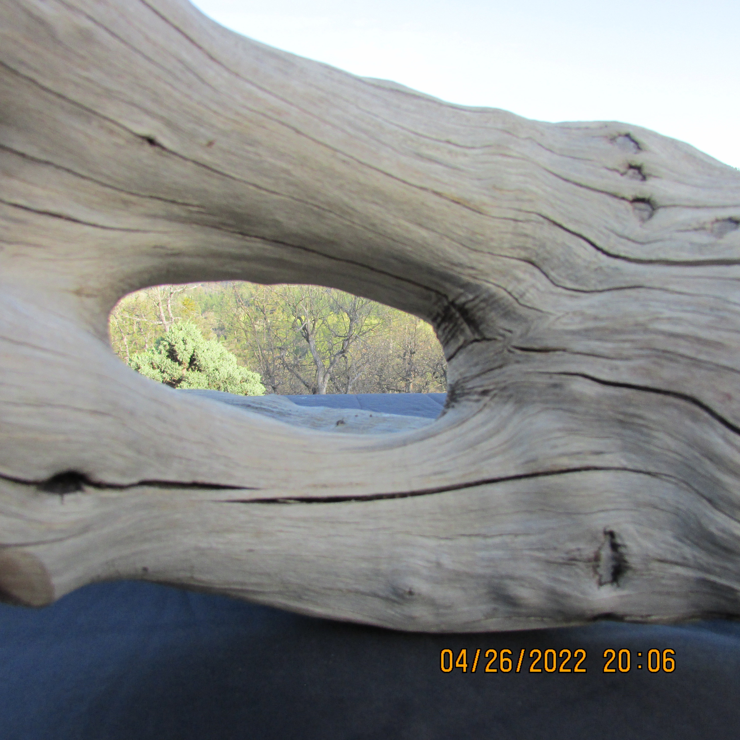 22" Manzanita Base With Fused Branches and Fork. - Etsy