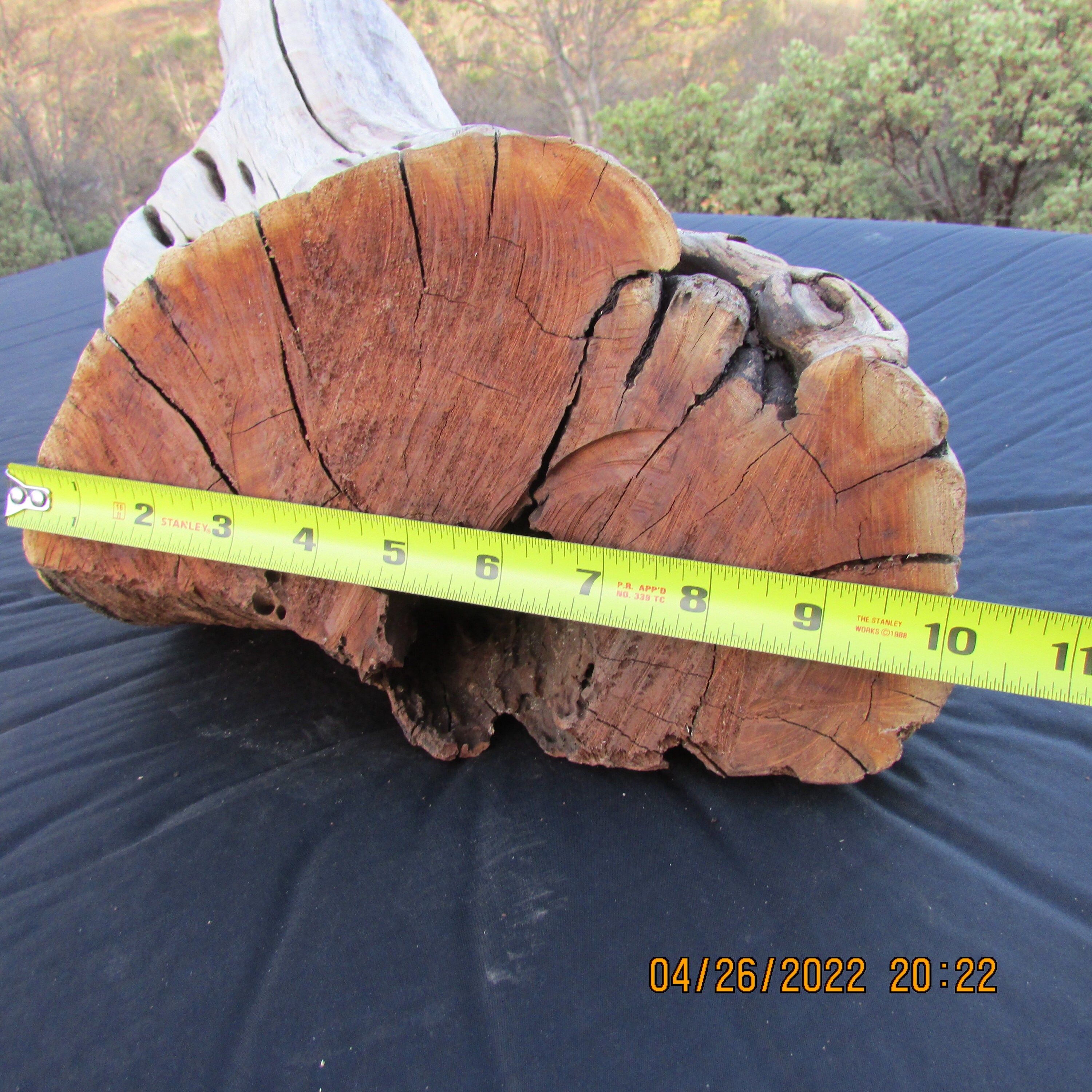 20" Extra Large Manzanita Log Cut.21lbs.10"diameter.aquarium/reptile ...