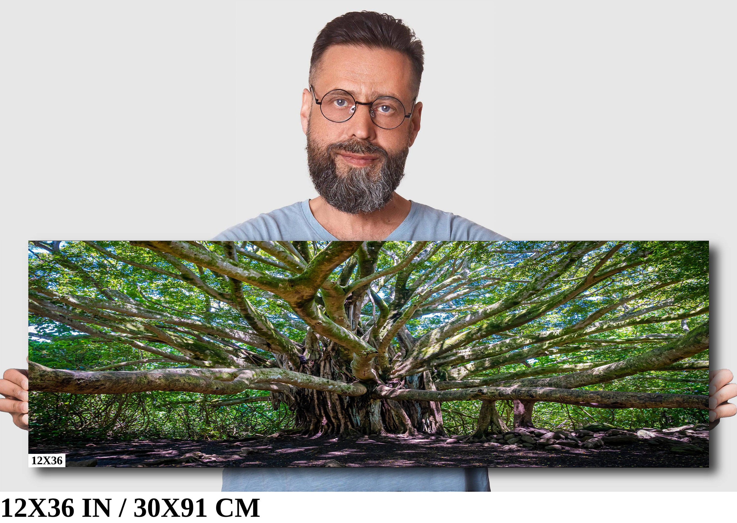 Maui Banyan Tree Print: Haleakala National Park, Hawaii - Etsy
