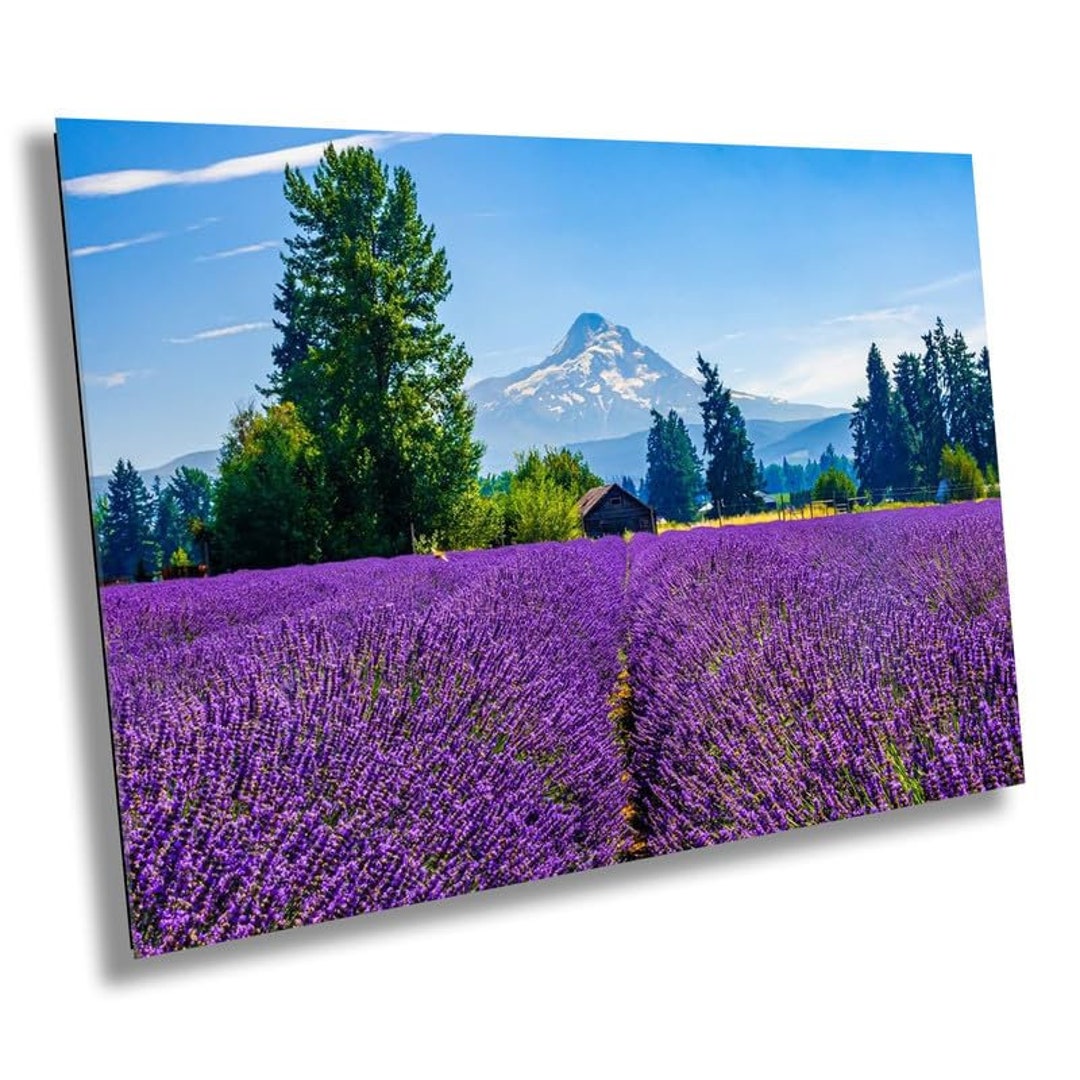 Lavender Dreams: Mt Hood Lavender Fields Wall Art Print Flower ...