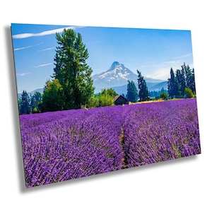 Lavender Dreams: Mt Hood Lavender Fields Wall Art Print Flower ...