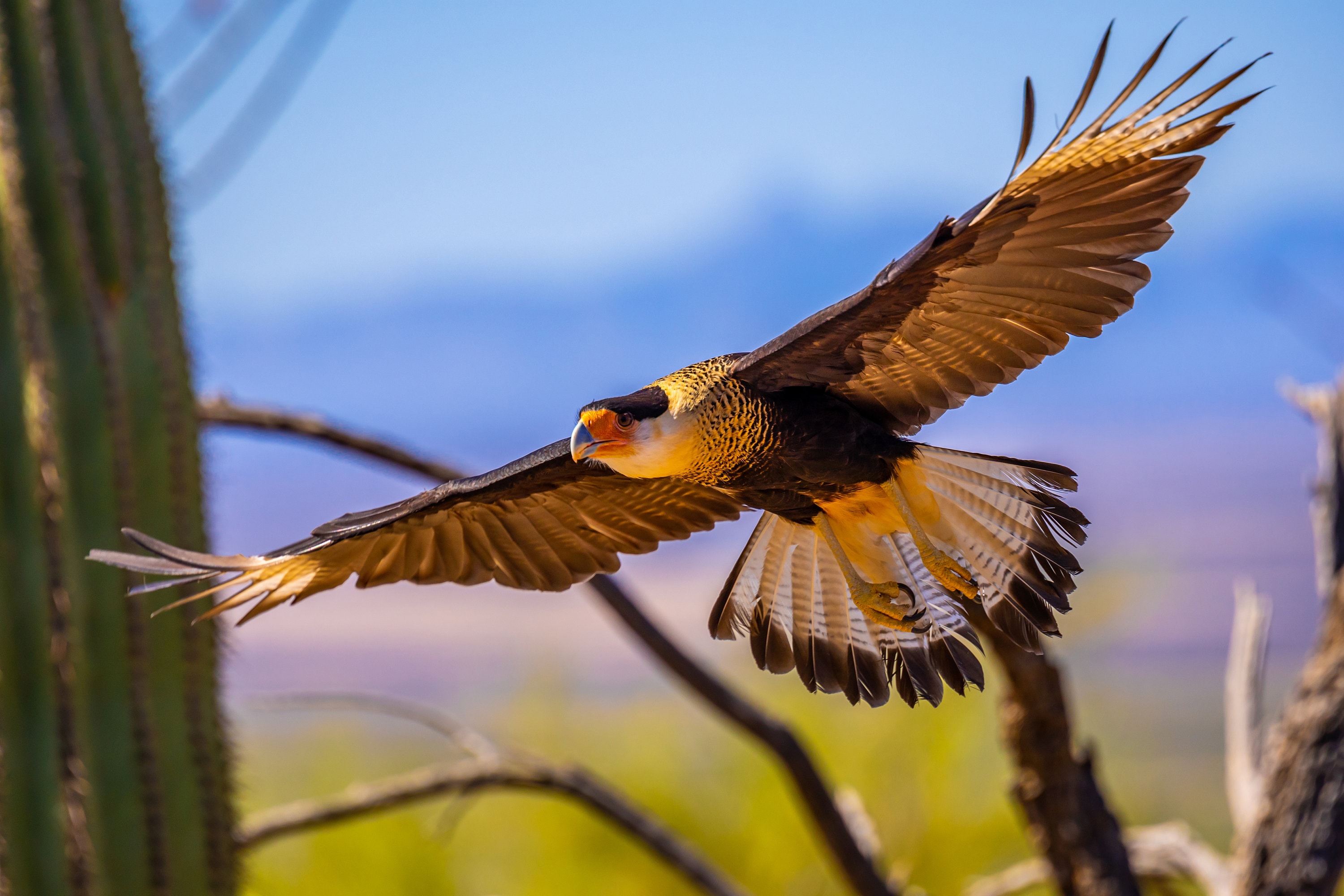 Feathers of Fire: Crested Caracara Wall Art Wildlife Photography Bird ...