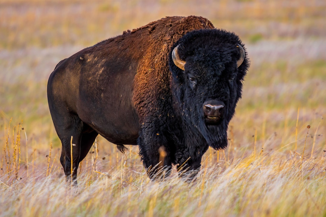 Thundering Hooves: Bison in Antelope Island State Park Canvas Print Utah Photography Wildlife ...