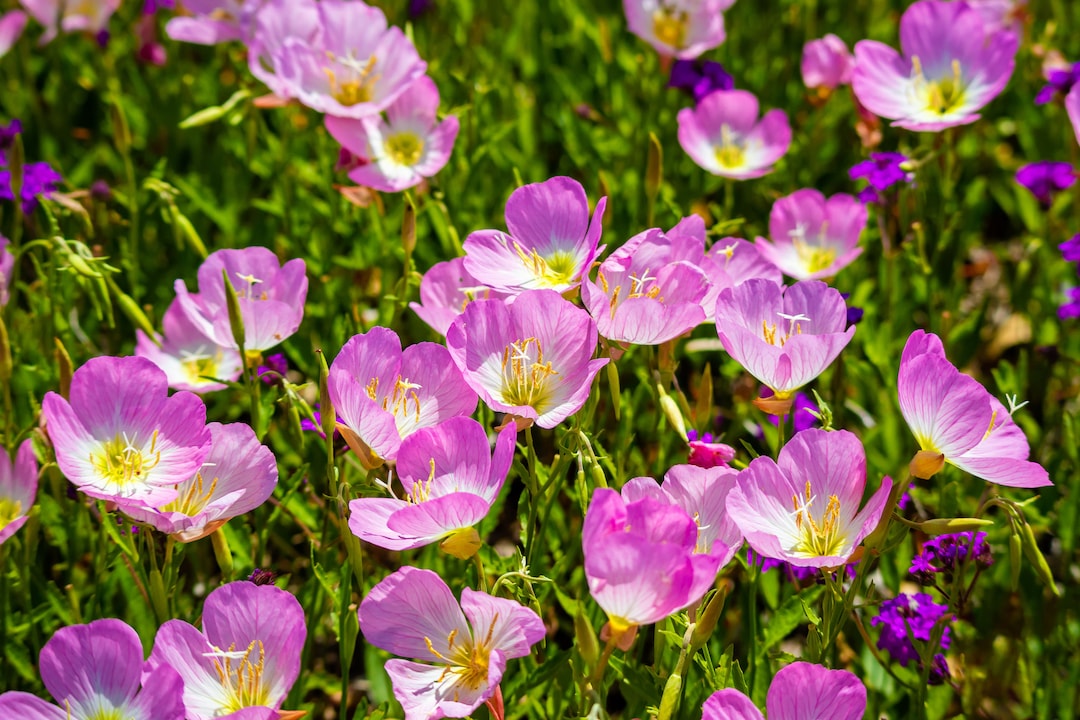 Petals of Sunshine: Field of Primrose February Birth Flower Photography ...