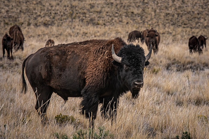 Bison Happy Hour: American Buffalo Herd Wall Art Bison Photography ...