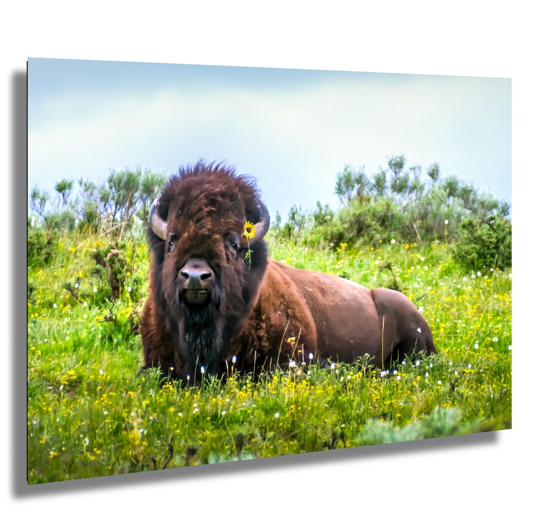 Flower Child: Bison Wildlife Yellowstone National Park Poster Wyoming ...