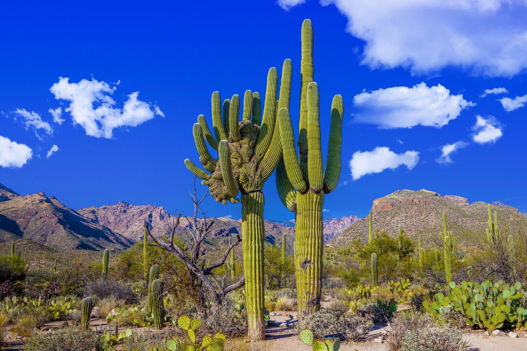 The Crested Kingdom: Crested Saguaros of Sabino Canyon Arizona Desert ...