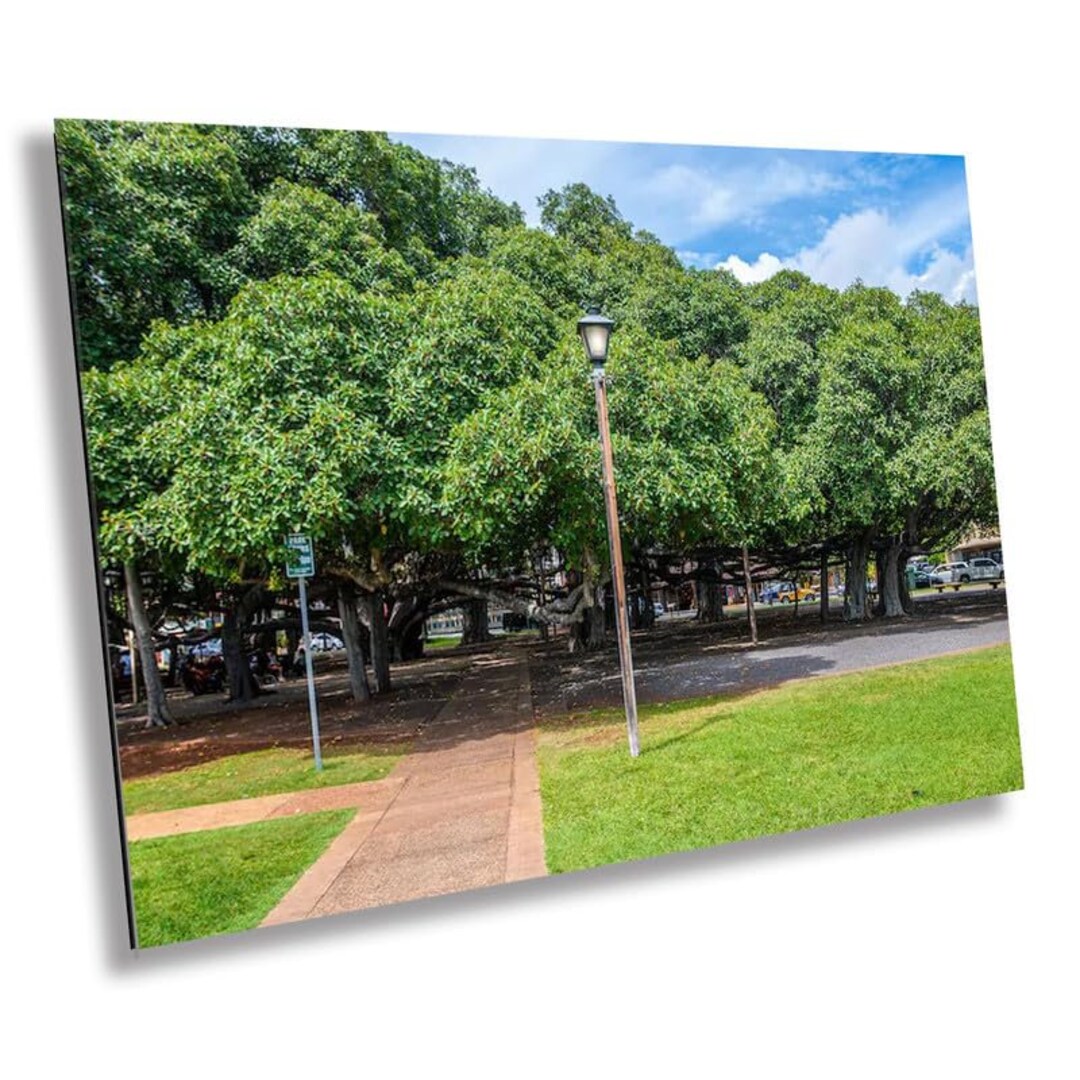Lahaina Banyan Tree Photography: Maui Hawaii Landscape Wall Art Print ...