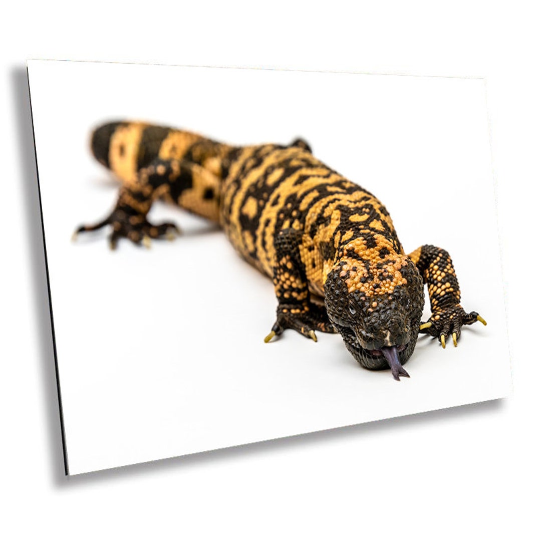 Reptilian Royalty: Gila Monster Wall Art Print Exotic Wildlife Animal ...