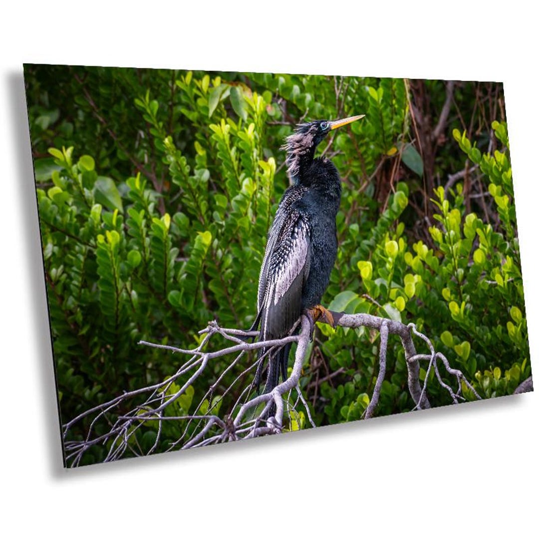 Anhinga Bird Print: Everglades National Park Wall Art - Etsy