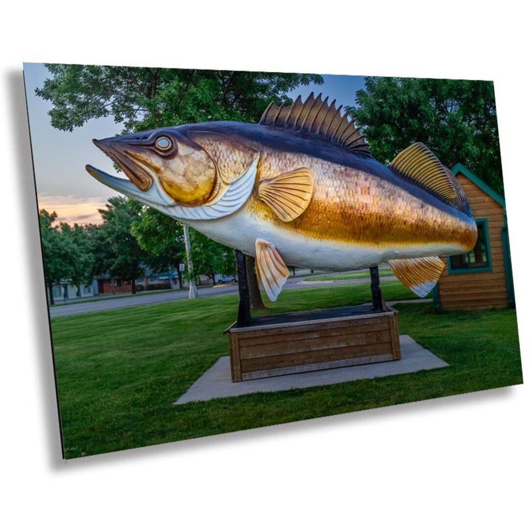 The King Fish: Wall Art Print Mille Lacs Lake Garrison, Minnesota Fish ...