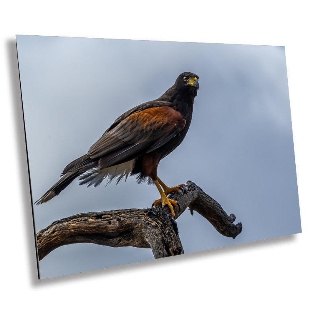 Branch Bound: Harris's Hawk at Rest on Branch Wall Art Bird Photography ...