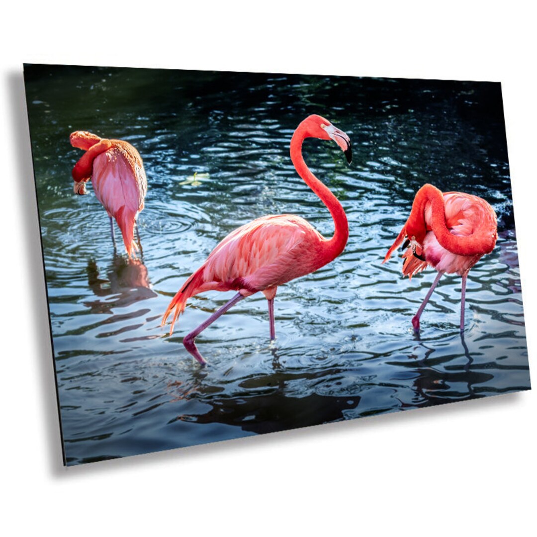 Bird Bath Time: Three Pink Flamingos Posing in the Water Wall Art Metal ...