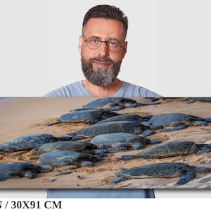 Bale of Turtles: Maui Hawaii Sea Turtles Photography Ocean Wildlife ...