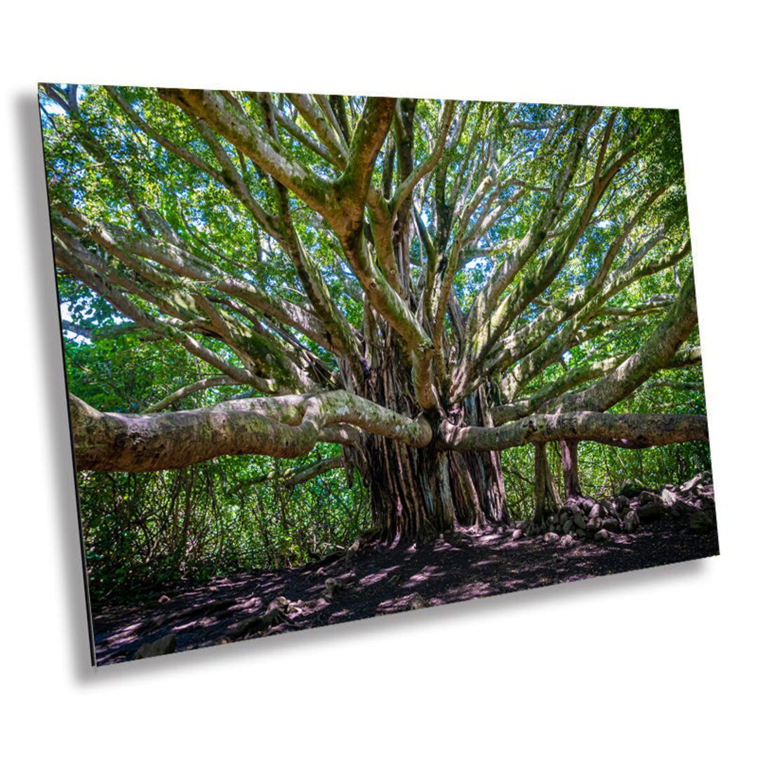 Ancient Majesty: Banyan Tree in Haleakala National Park Photography ...