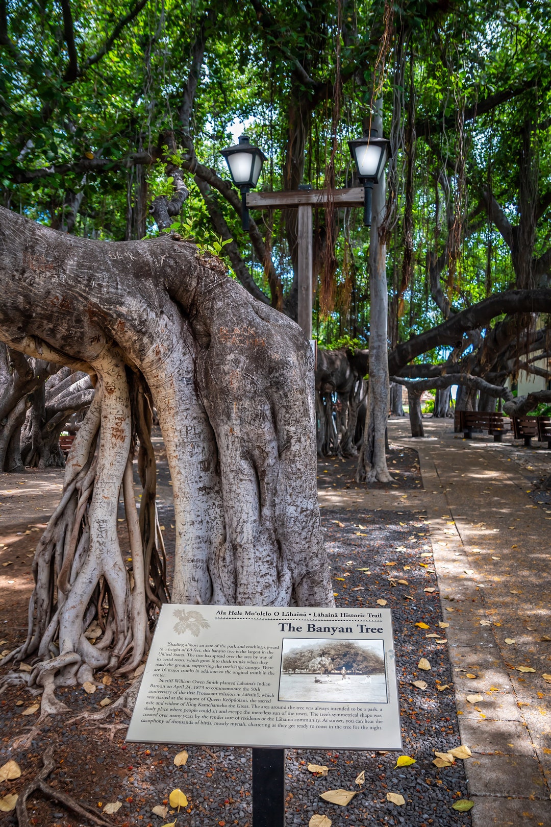 The Lahaina Banyan Tree: Hawaii's Historical Tree Photography Maui Wall ...