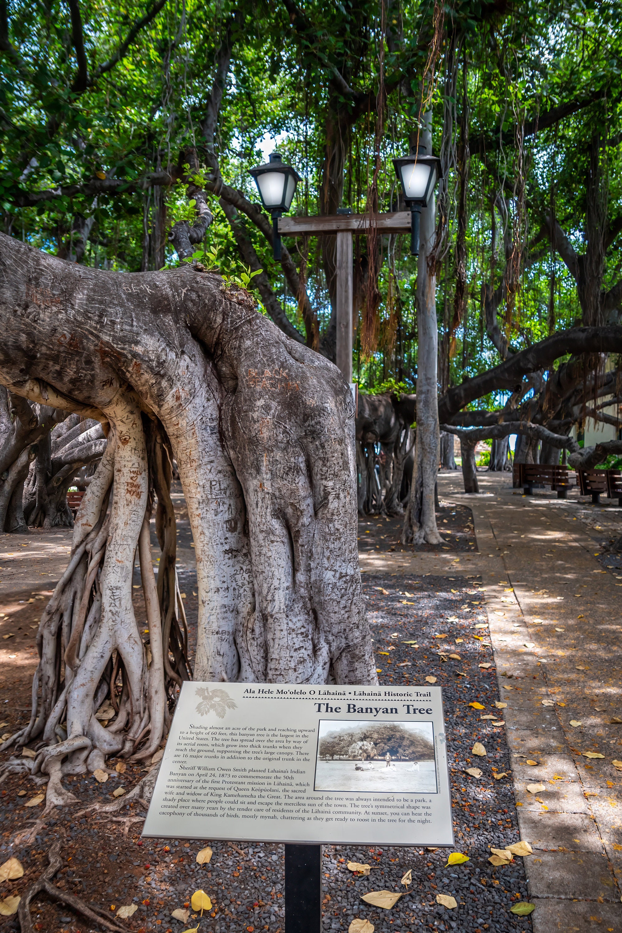 The Lahaina Banyan Tree: Hawaii's Historical Tree Photography Maui Wall ...
