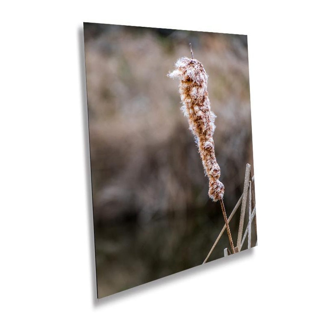 Cattails' Caress: Cattail Nature's Embrace in Spring Wall Art Print ...
