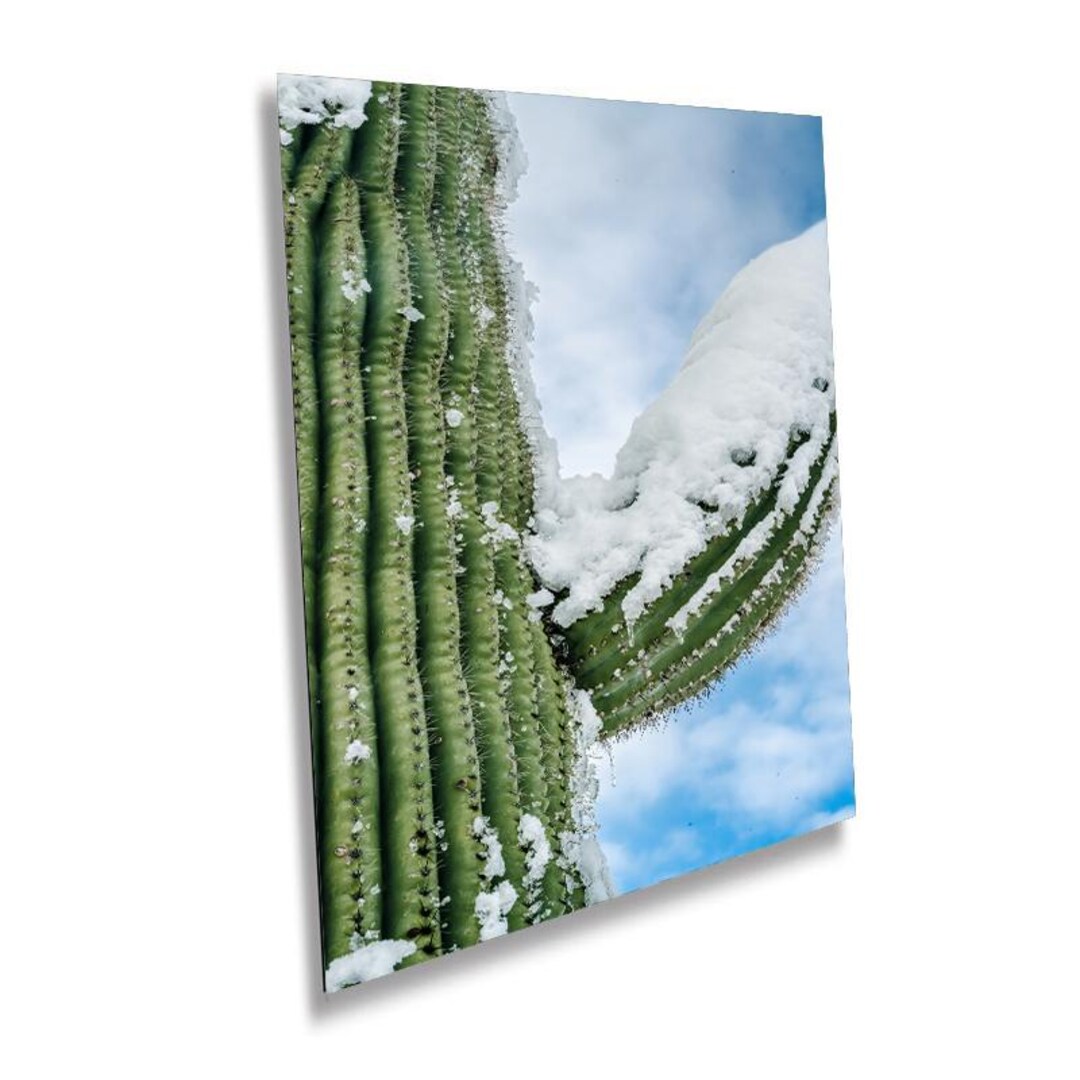Snowy Saguaro Cactus Print: Arizona Desert Winter Wall Art - Etsy