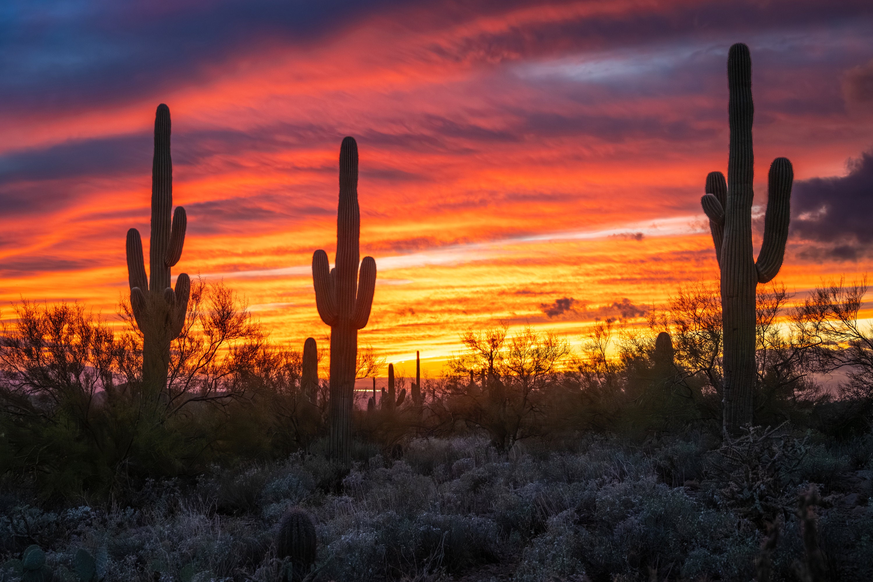 Dazzling Desert Sunset Saguaro Cactus On Gold Canyons Hieroglyphic