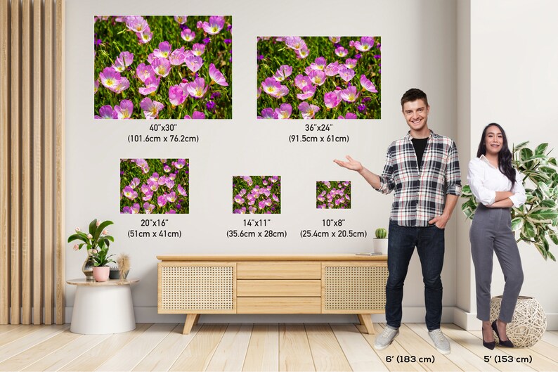 Primrose Field: February Birth Flower Photography Wall Art - Etsy