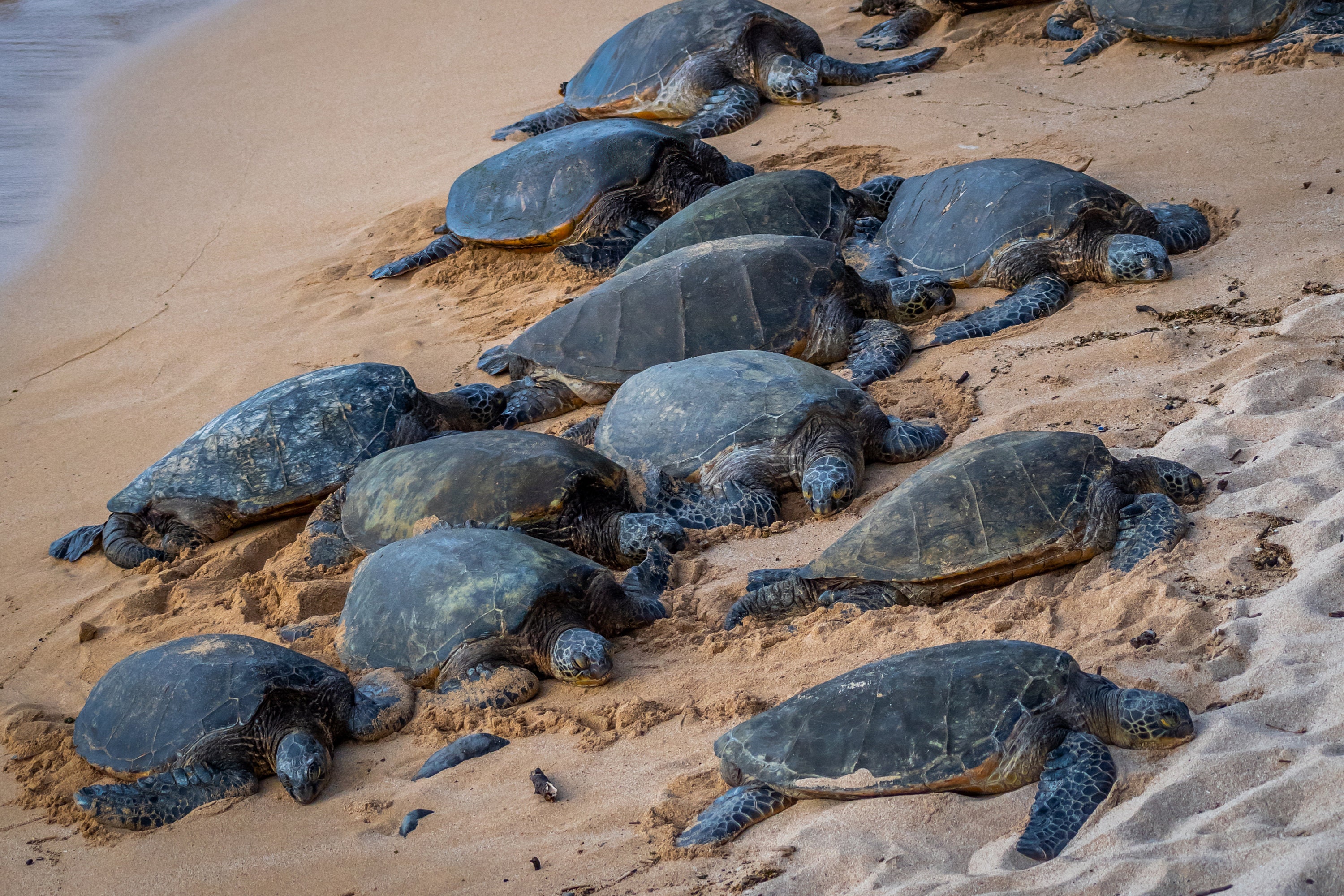 Bale of Turtles: Maui Hawaii Sea Turtles Photography Ocean Wildlife ...