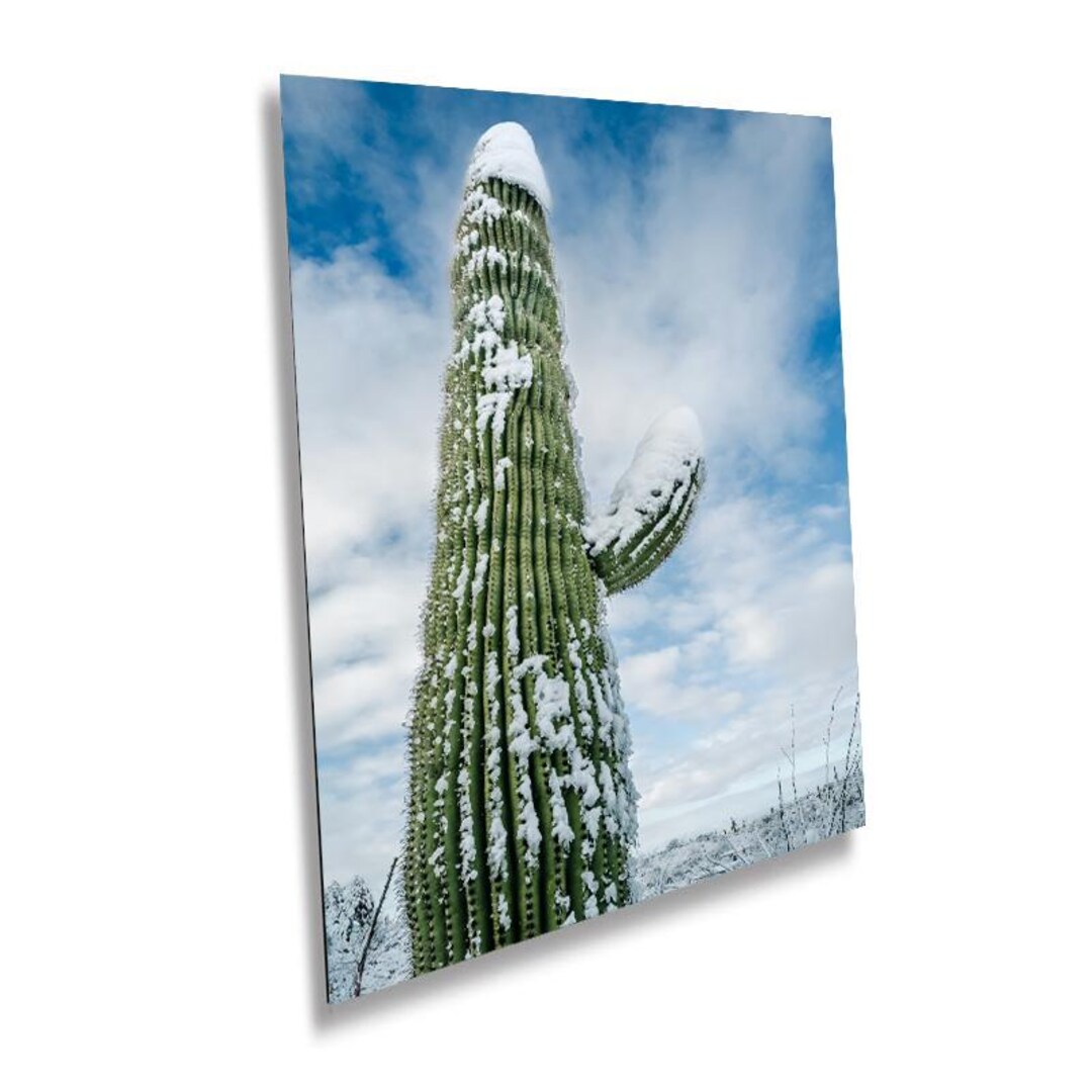 Snowy Saguaro Cactus Print: Tucson Arizona Desert Photography - Etsy