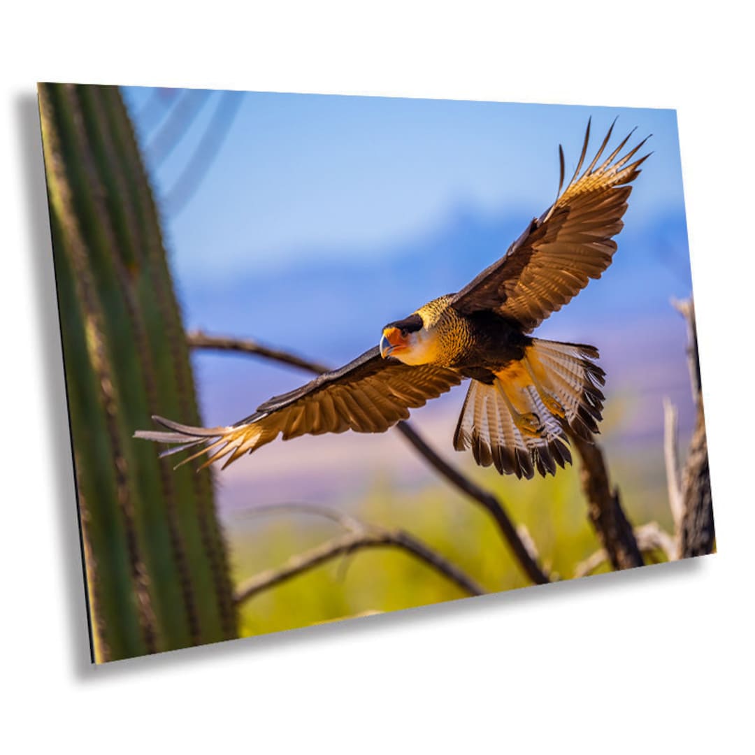 Feathers of Fire: Crested Caracara Wall Art Wildlife Photography Bird ...