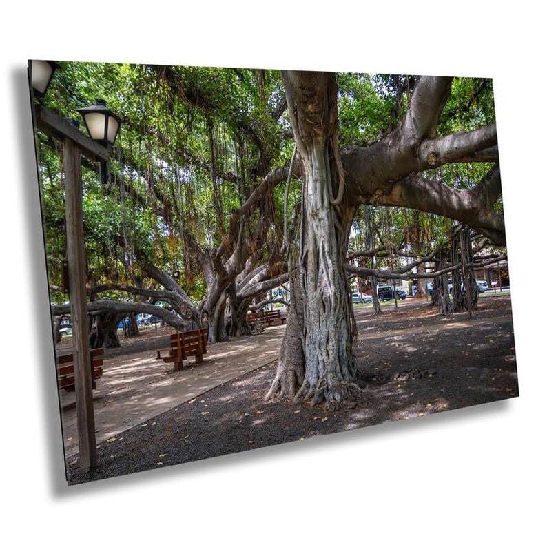 Lahaina Banyan Tree Print: Maui Hawaii Nature Photography Wall Art - Etsy