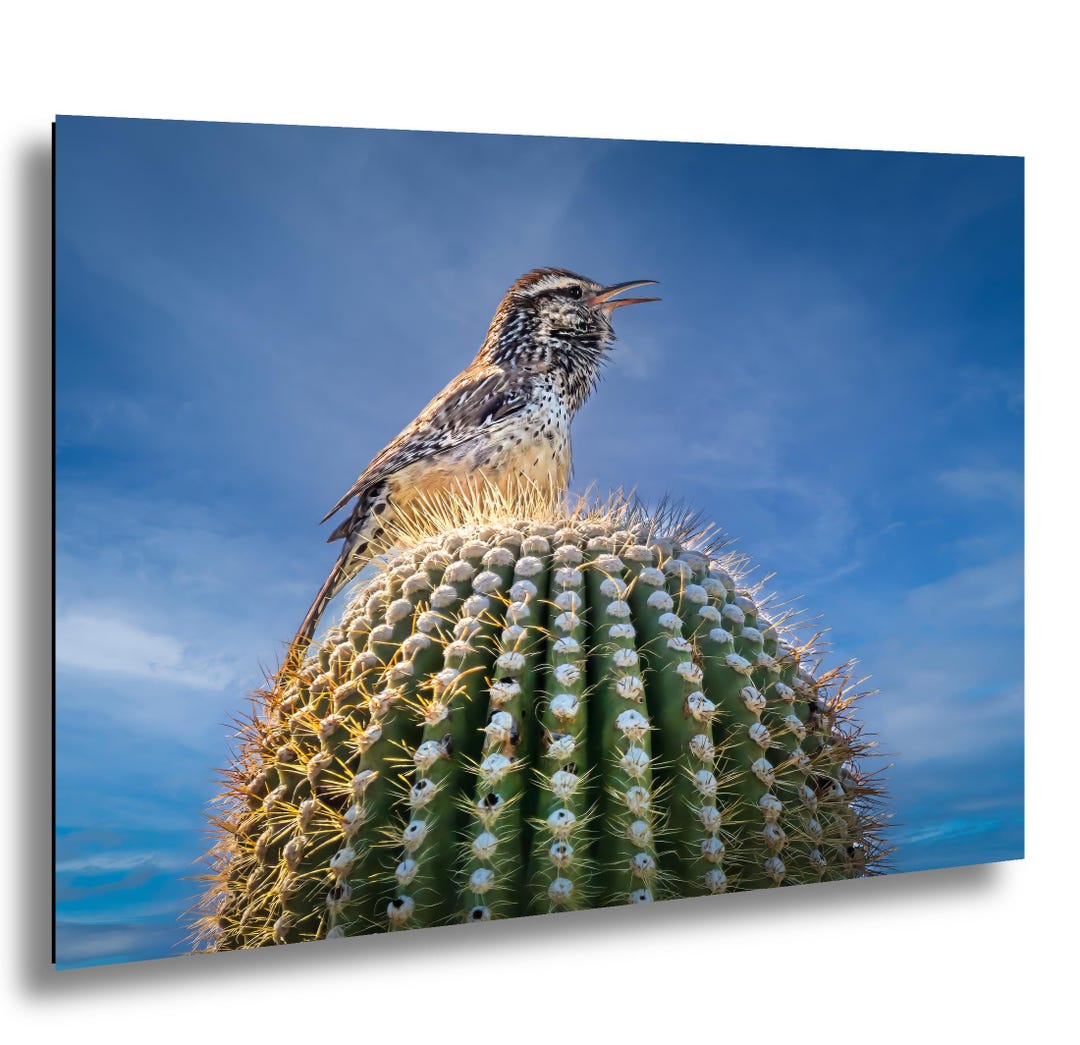 Cactus Wren Photography: Sonoran Desert Bird Art, Tucson Wildlife - Etsy