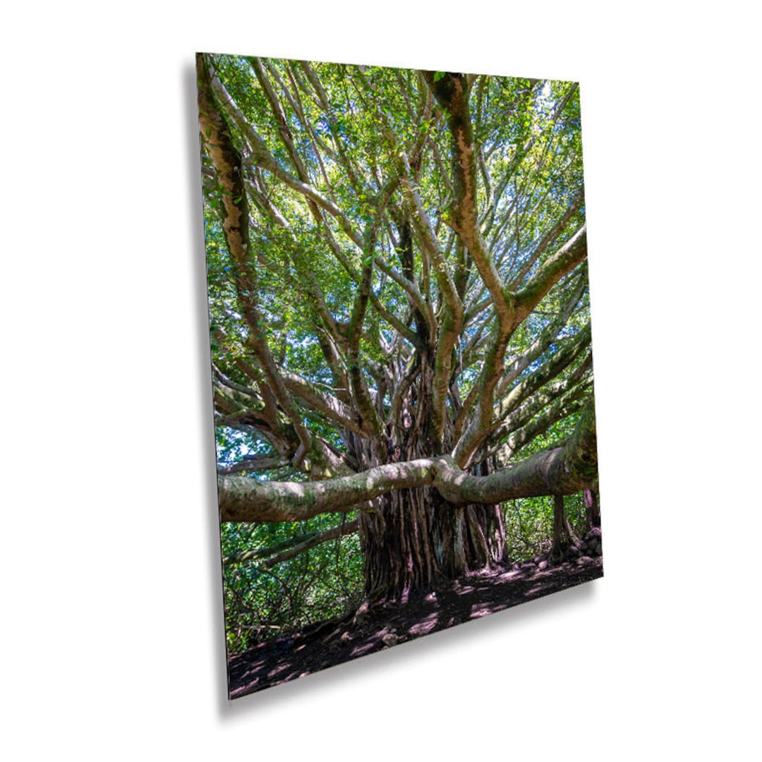 Maui Banyan Tree Print: Haleakala National Park, Hawaii - Etsy