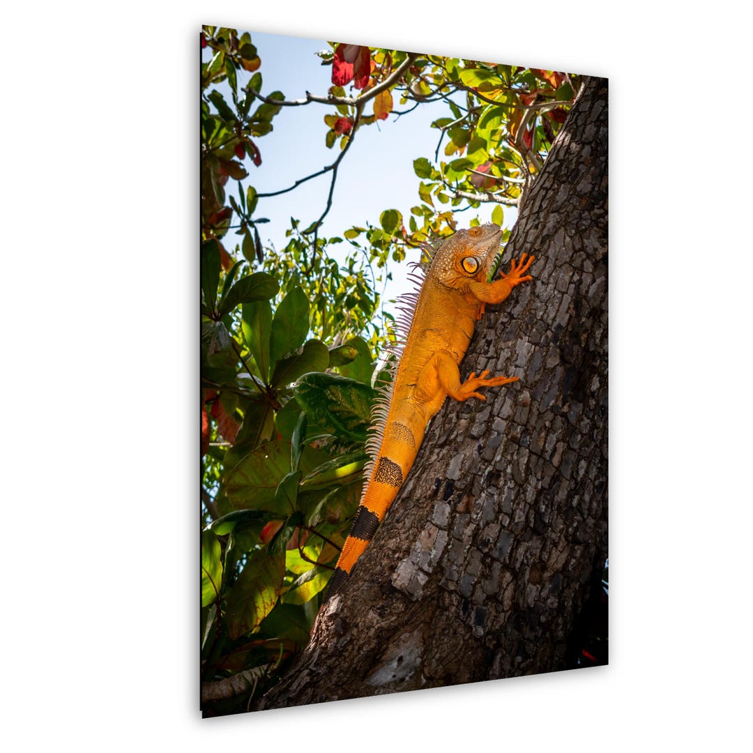 Key West Iguana Photo Print: Tropical Reptile Wall Art - Etsy