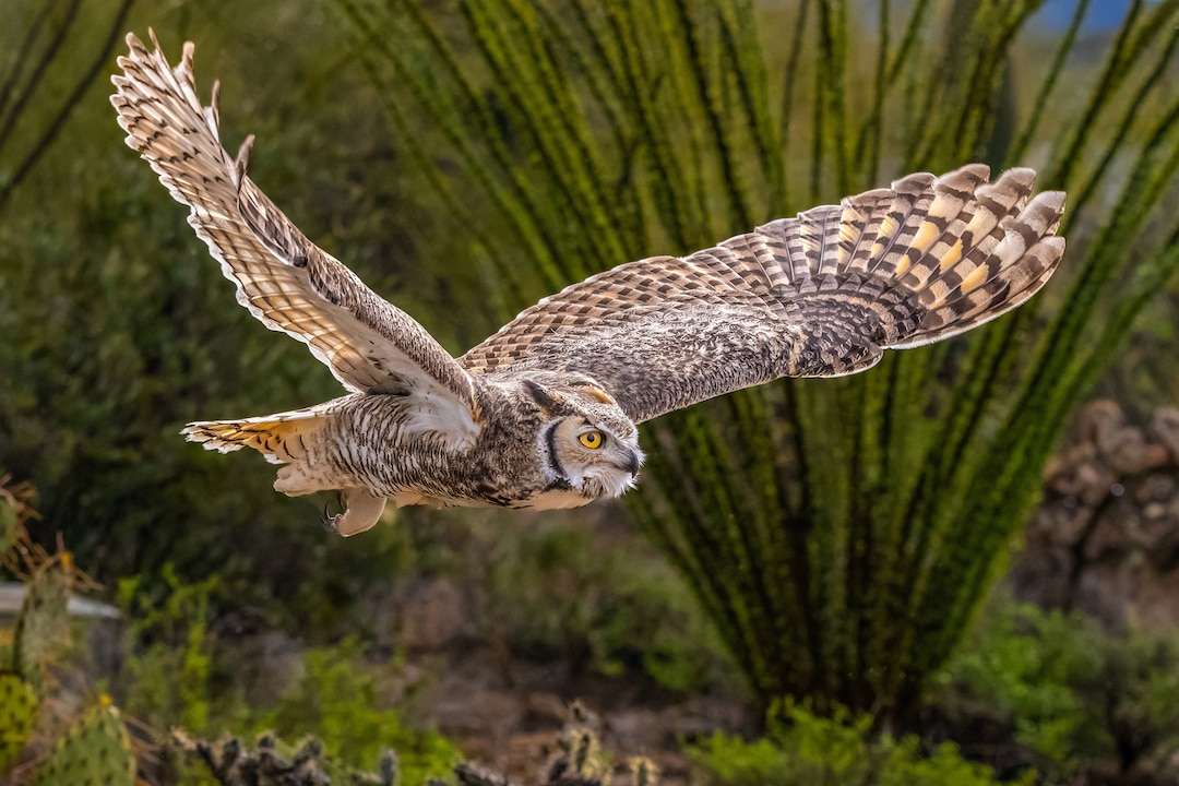 Silent Glide: Great Horned Owl in Graceful Flight Wall Art Photography ...