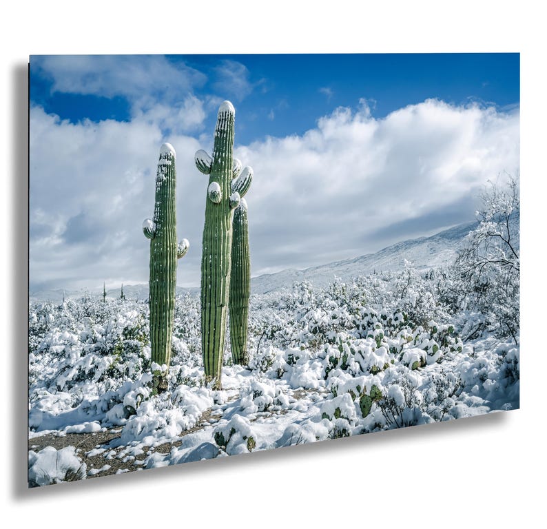 Cactus Kids Playing in the Desert Snow: Snow-capped Saguaro National ...