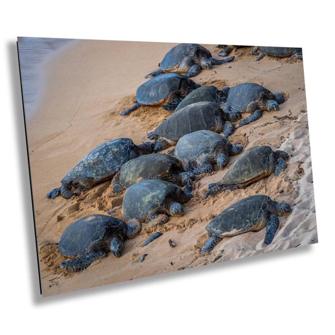 Bale of Turtles: Maui Hawaii Sea Turtles Photography Ocean Wildlife ...