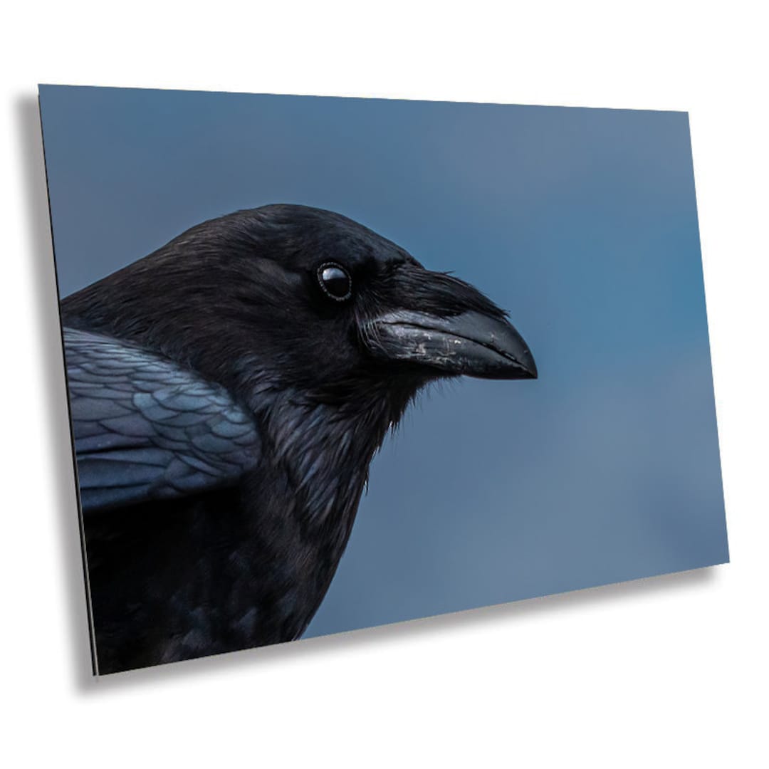 Raven Radiance: Half-body Shots of Common Raven Wall Art Print Bird ...