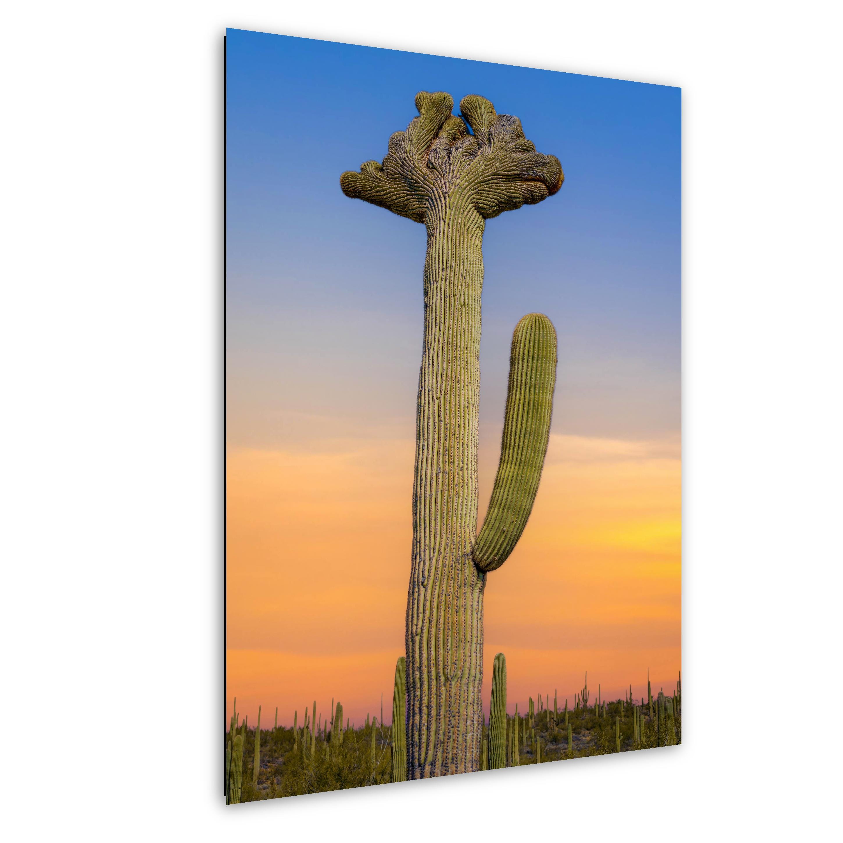 Quirky Crowns: Crested Saguaro Cactus Photography Wall Art - Etsy