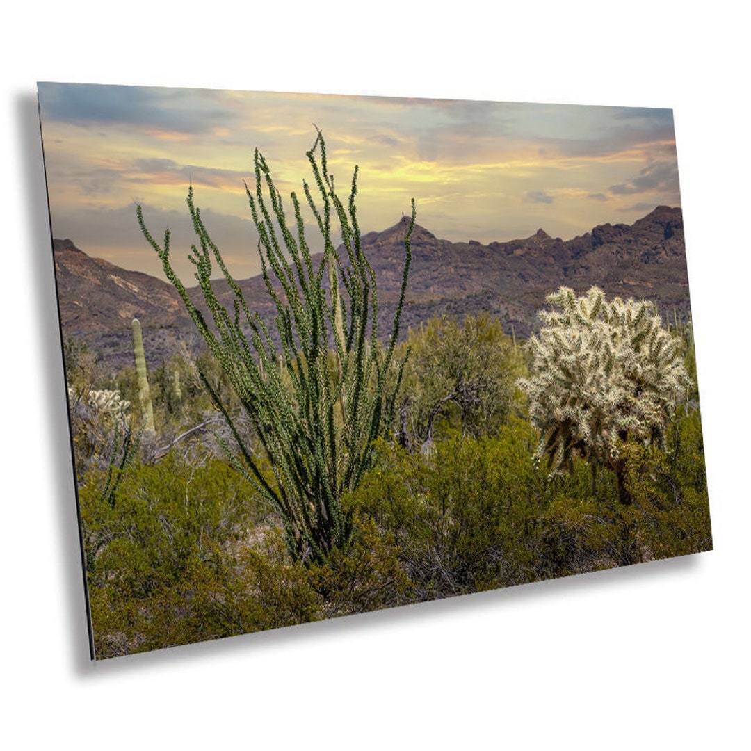 Ocotillo and Jumping Cholla in Organ Pipe Cactus National Monument Wall ...