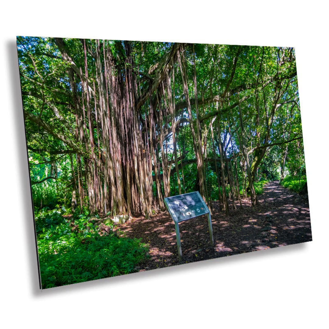 Soulful Shadows: Banyan Tree in Haleakala National Park Photography ...